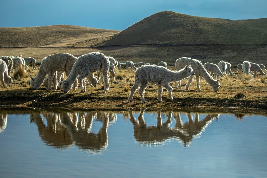 Woven by the Elements: How Alpaca Thrives in Cold Weather